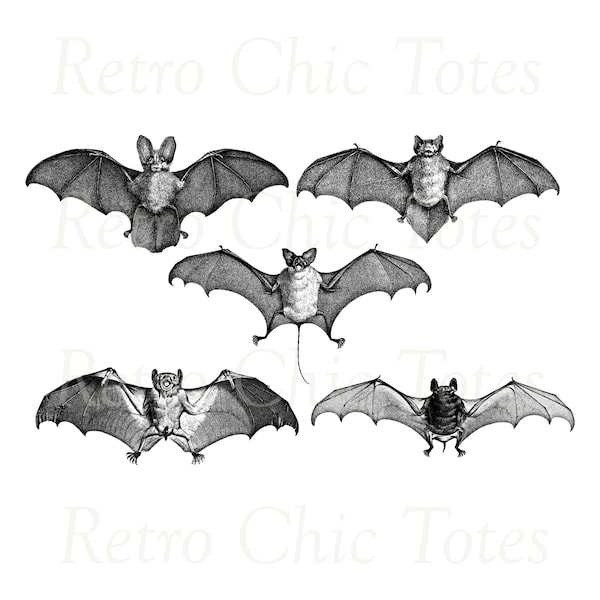 Antique Bat Drawings - Etsy