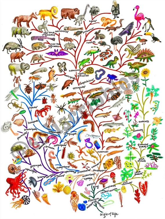 Origin of Life print | Etsy