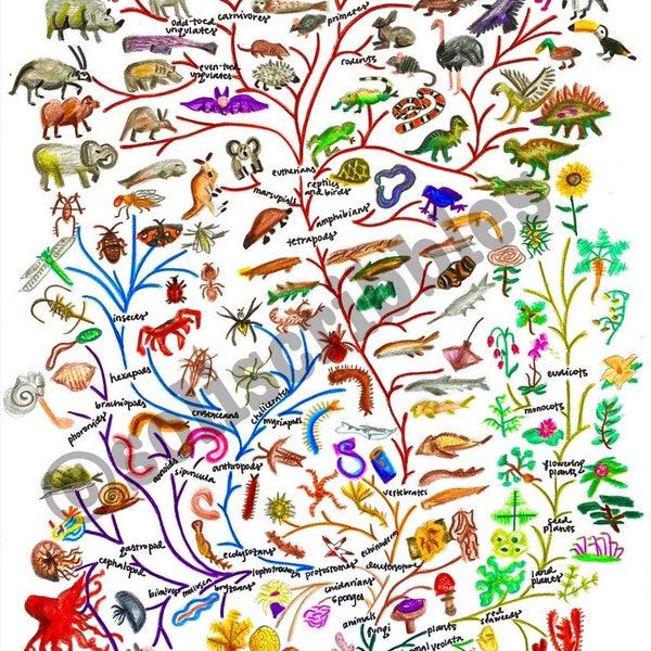 Tree of Life Evolution Poster - Etsy