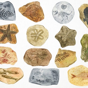 Fossil Clipart, Fossil Clip Art, Dinosaur Watercolor Clipart, Fossils ...