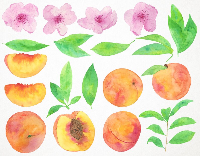 Watercolor Peaches Clipart, Peaches Clip Art, Watercolor Peach Clipart ...