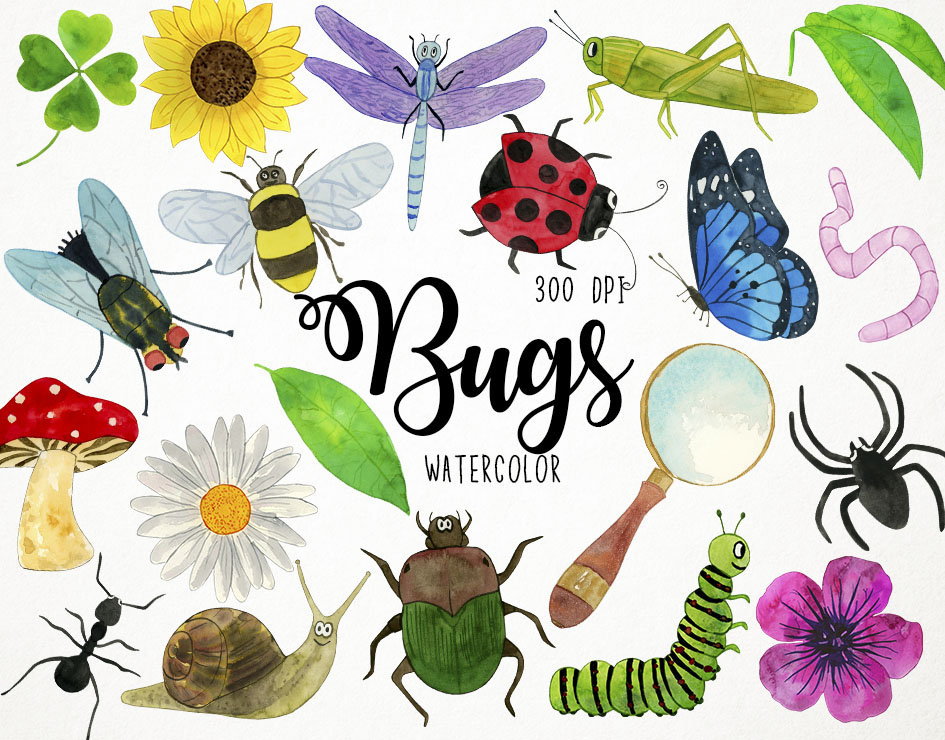 Watercolor Bugs Clipart Insects Clipart Animals Clipart - Etsy Canada
