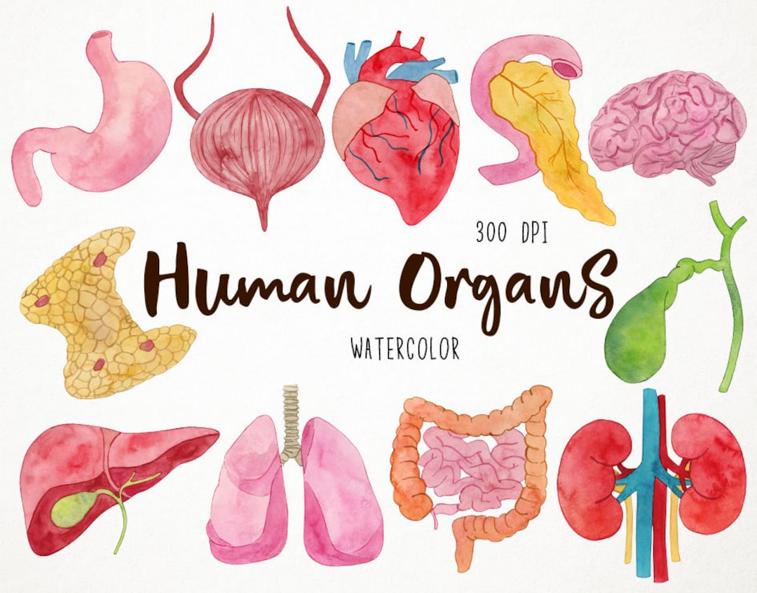 Watercolor Human Organs Clipart, Anatomy Clipart, Body Parts Clipart ...