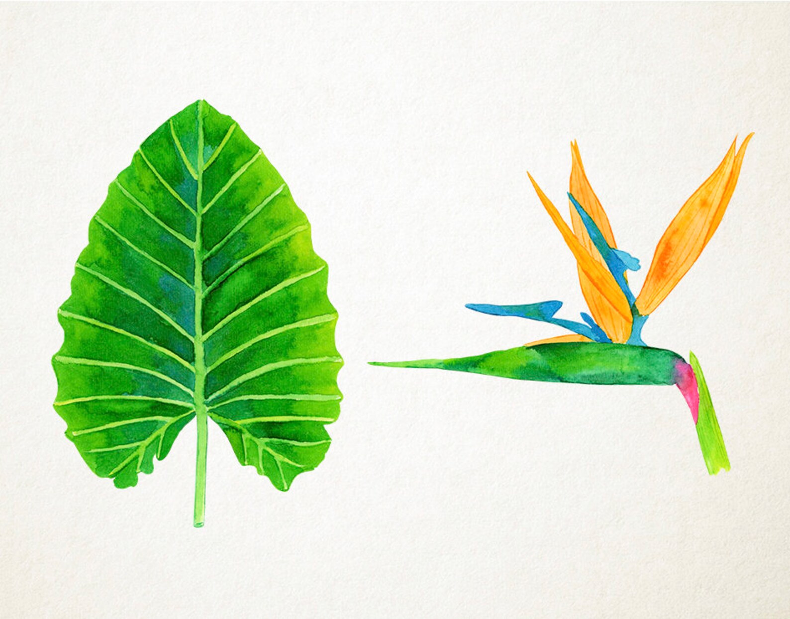 Flamingo Clipart, Tropical Clipart, Summer Clipart, Watercolor Flamingo ...