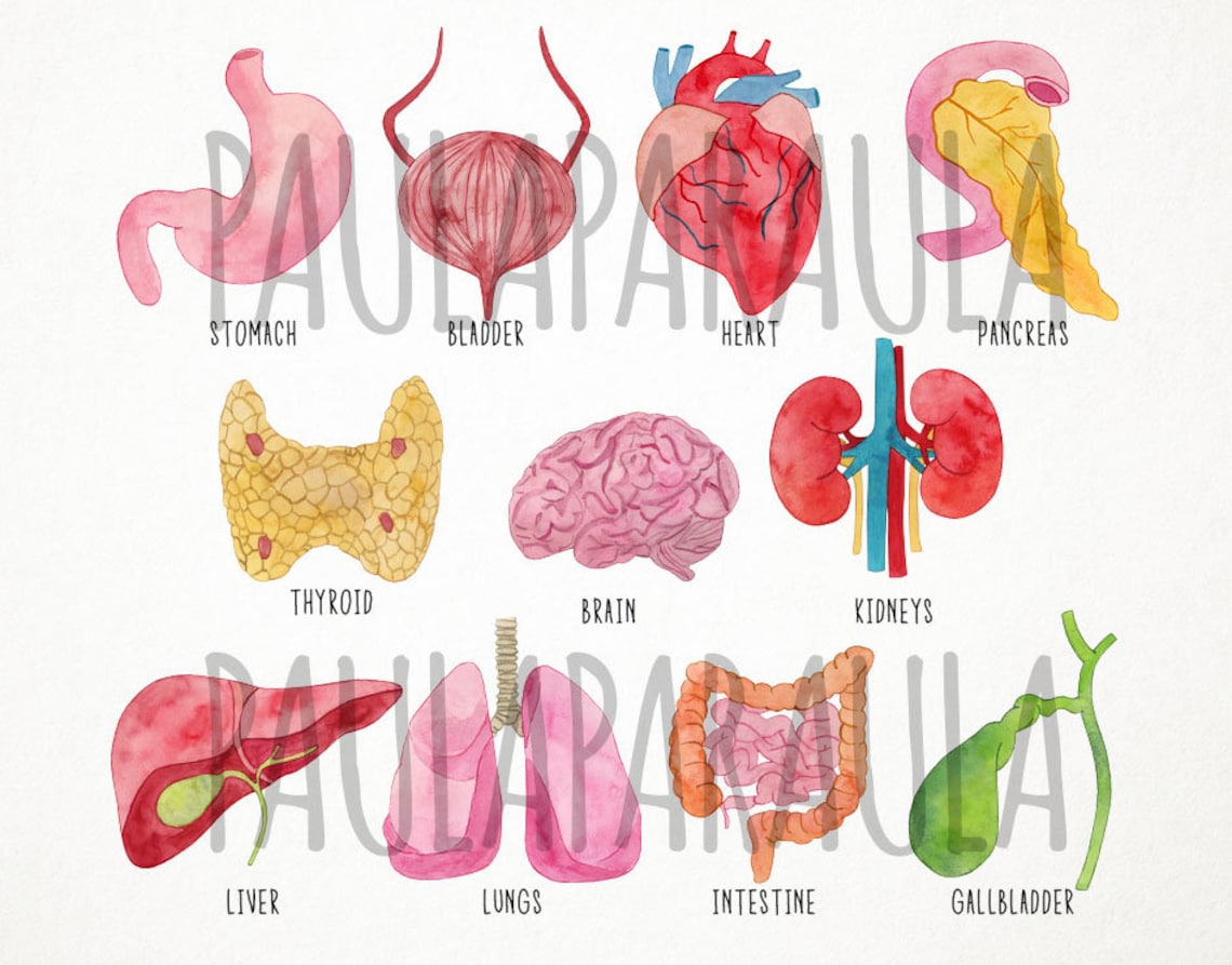 Watercolor Human Organs Clipart Anatomy Clipart Body Parts | Etsy