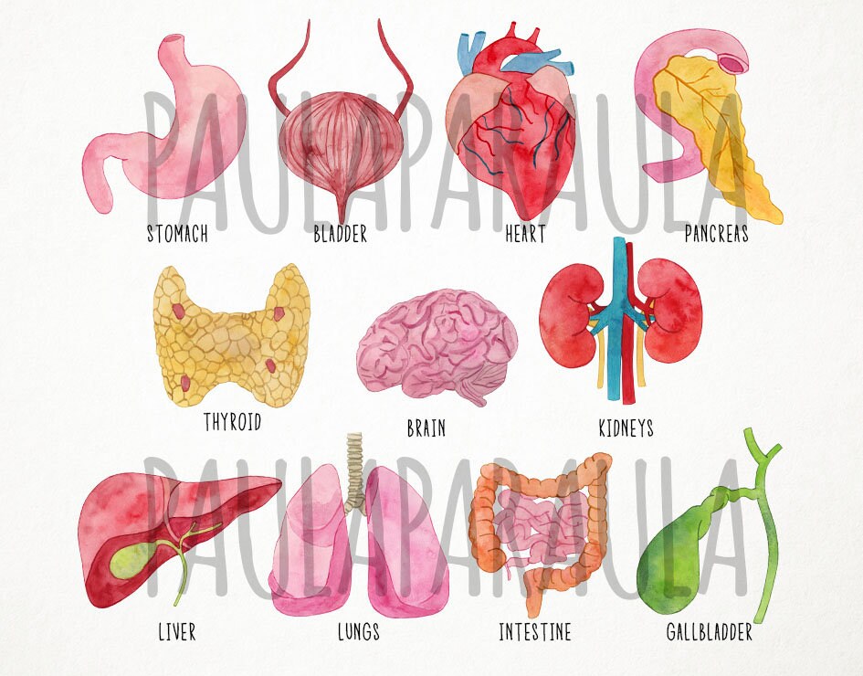 Watercolor Human Organs Clipart Anatomy Clipart Body Parts - Etsy