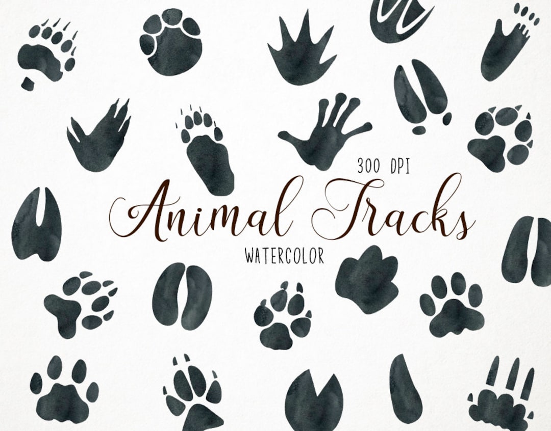 Watercolor Animal Tracks Clipart, Footprints Clipart, Footprints Clip ...