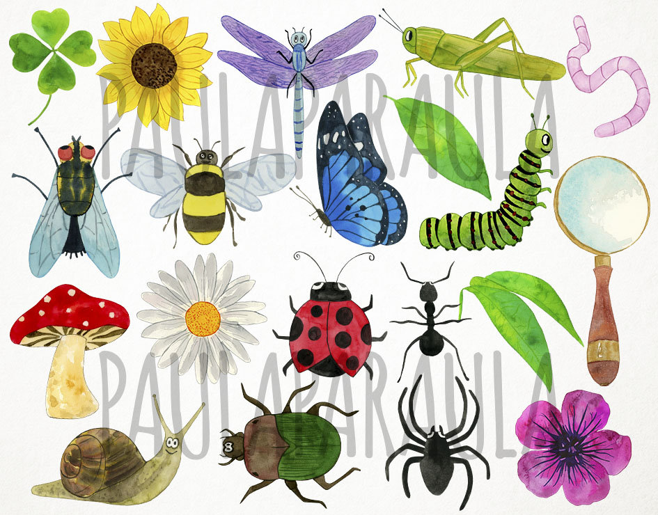Watercolor Bugs Clipart Insects Clipart Animals Clipart - Etsy Canada