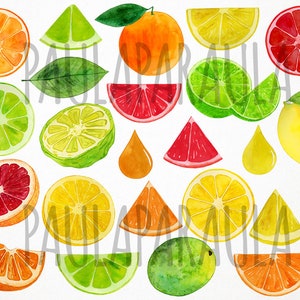 Watercolor Citrus Clipart, Citrus Slices Clipart, Fruits Clipart, Lemon ...