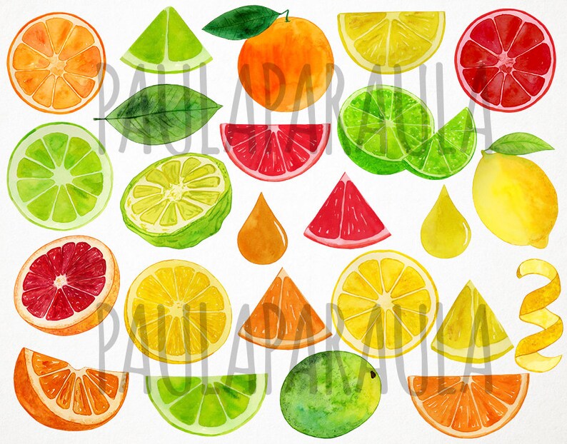 Watercolor Citrus Clipart Citrus Slices Clipart Fruits - Etsy