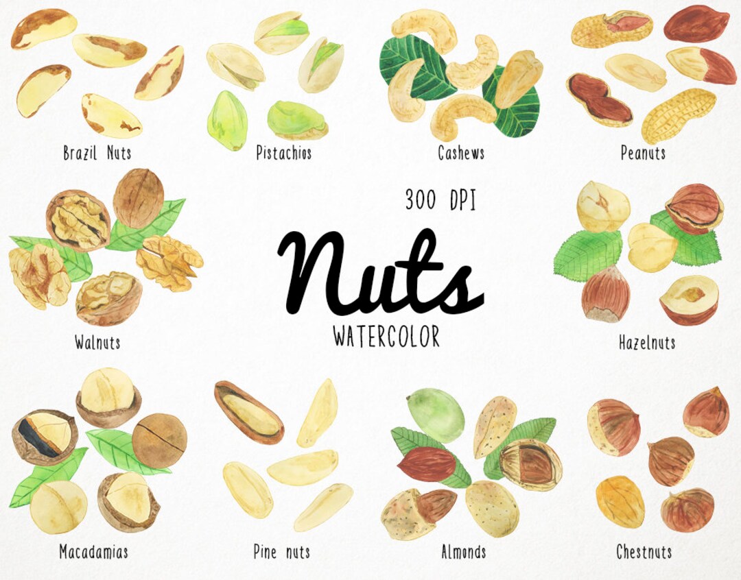 Nuts Clipart, Food Clipart, Watercolor Clipart, Nut Watercolor ...