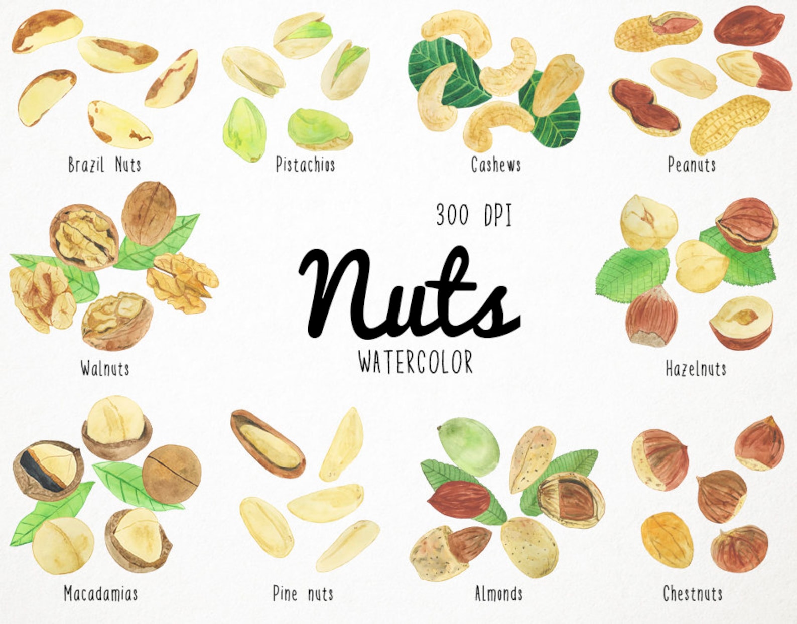 Nuts Clipart, Food Clipart, Watercolor Clipart, Nut Watercolor ...