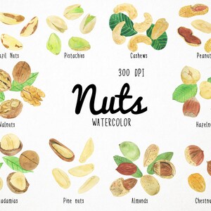 Nuts Clipart, Food Clipart, Watercolor Clipart, Nut Watercolor ...
