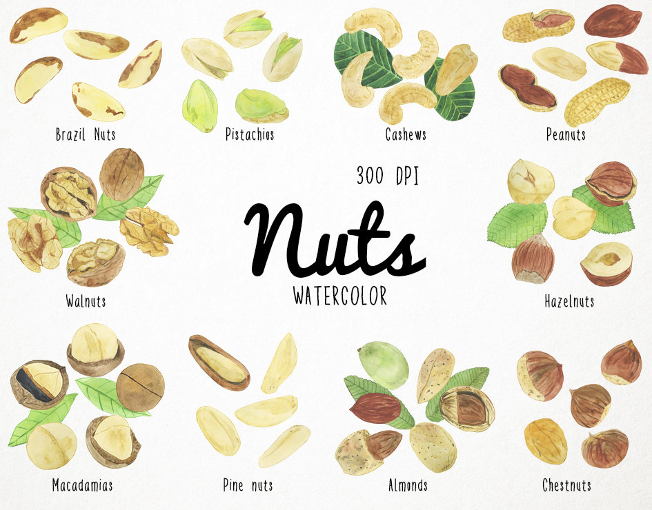 Nuts clipart food clipart watercolor clipart nut | Etsy
