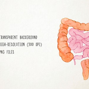 Watercolor Human Organs Clipart, Anatomy Clipart, Body Parts Clipart ...