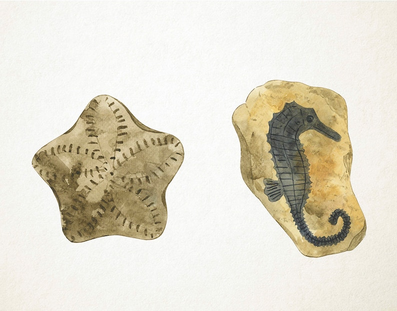 Fossil Clipart, Fossil Clip Art, Dinosaur Watercolor Clipart, Fossils ...