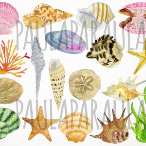 Watercolor Seashells Clipart, Shells Clipart, Beach Clipart, Ocean ...