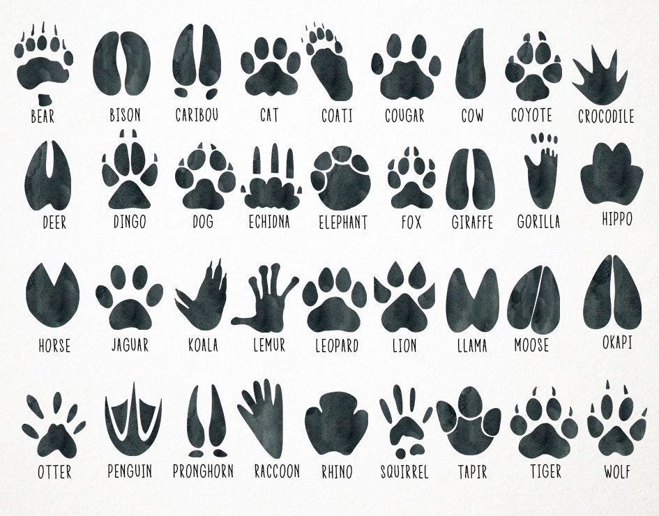 Watercolor Animal Tracks Clipart, Footprints Clipart, Footprints Clip ...