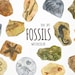 Fossil Clipart Fossil Clip Art Dinosaur Watercolor Clipart - Etsy