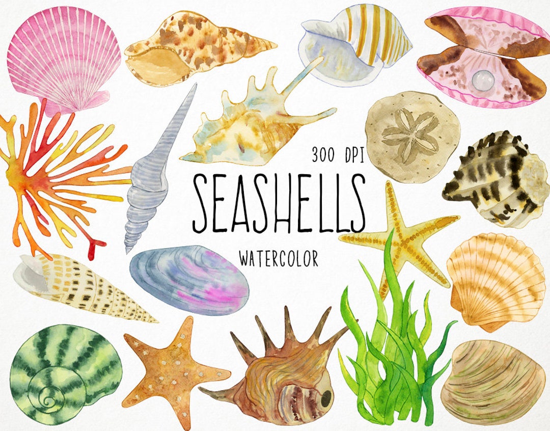 Watercolor Seashells Clipart, Shells Clipart, Beach Clipart, Ocean ...