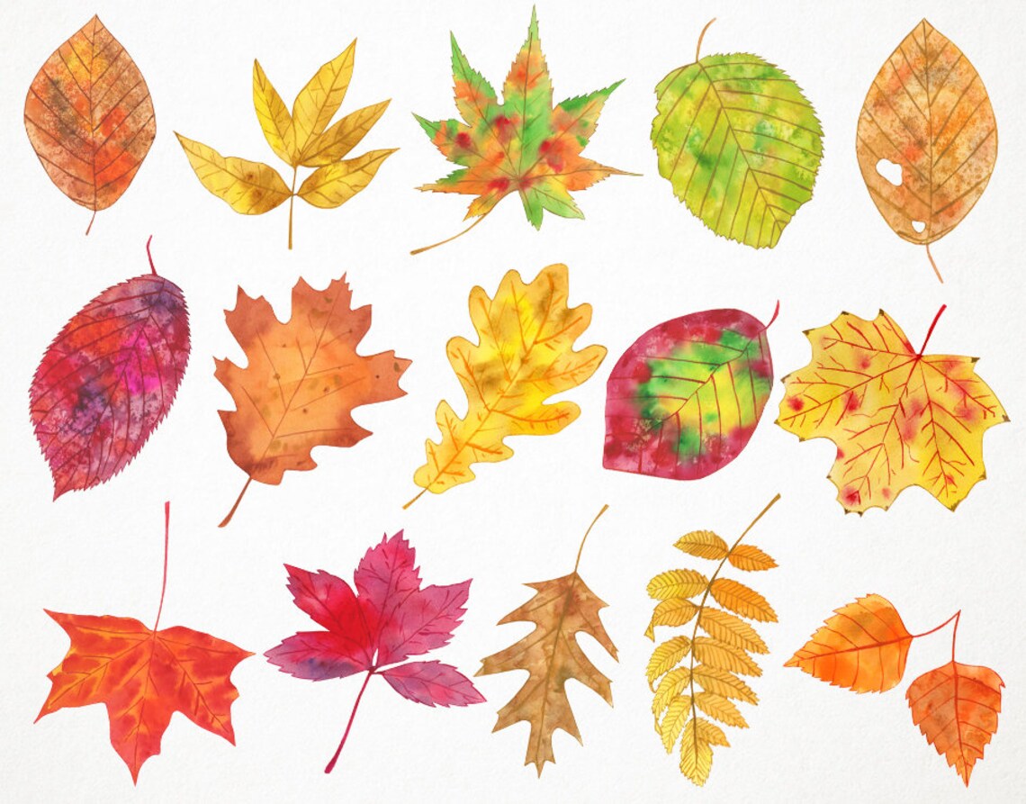 Autumn clipart fall clip art fall clipart fall leaves | Etsy