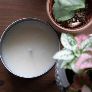 Shake That Pollen Taker/ Citrus / Bees / Butts /funny Candle Gift ...