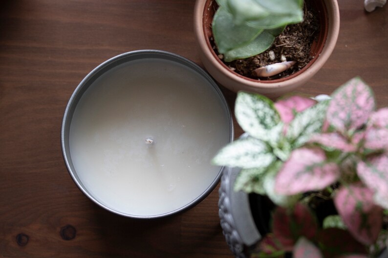 Shake That Pollen Taker/ Citrus / Bees / Butts /funny Candle - Etsy