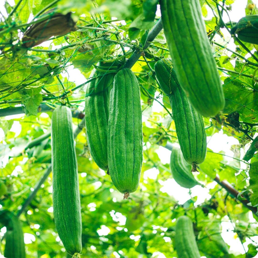 Packet of 20 Loofah Gourd Seeds - Etsy