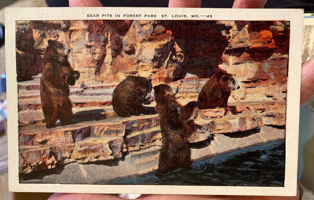 Antique Vintage Linen Postcard of Bear Pits in Forest Park at St Louis ...