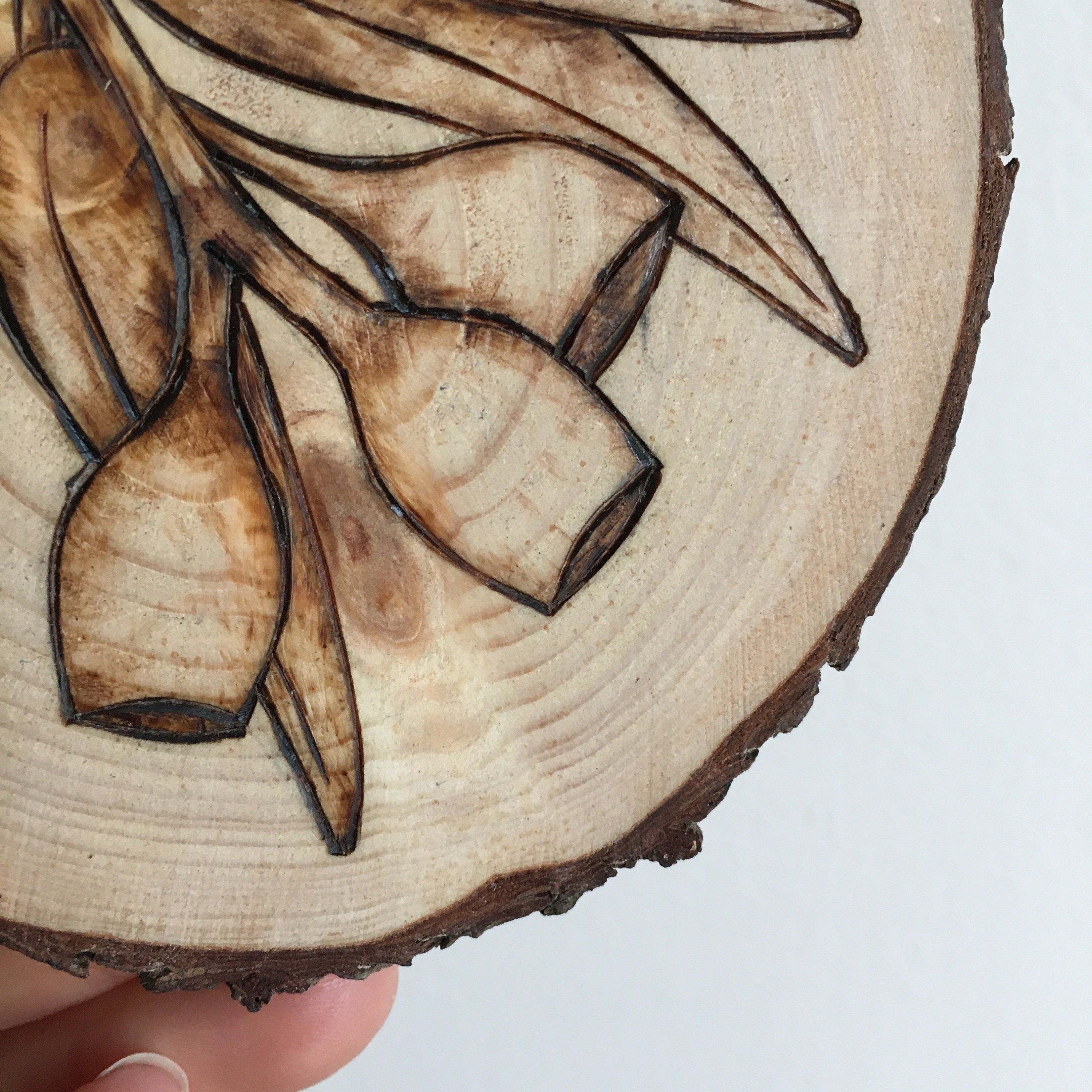 Australian Gumnuts Pyrography Wood Burn Art Nature Wall Art - Etsy