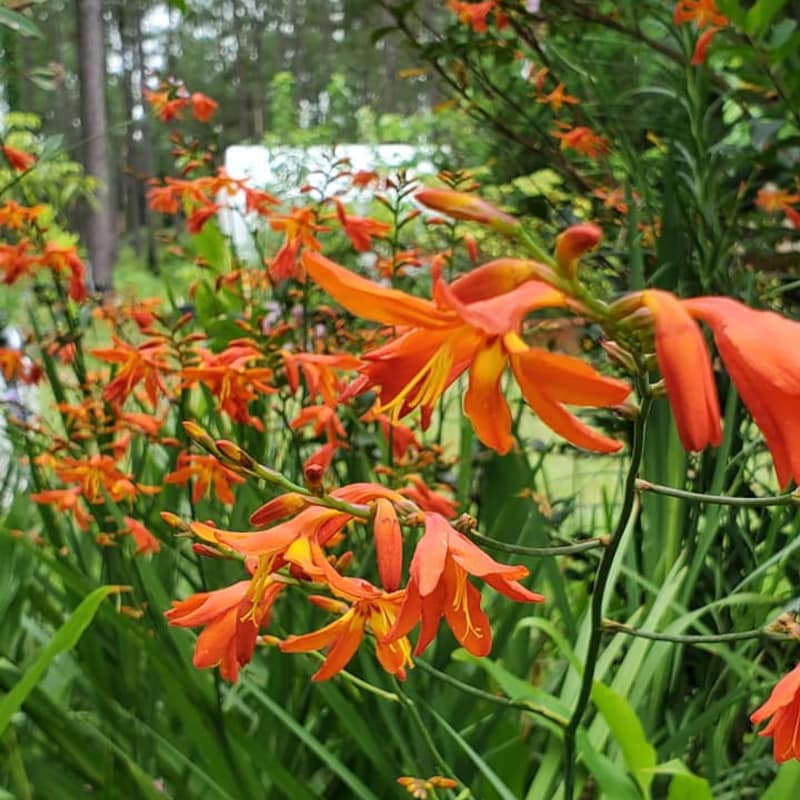 Lucifer Plant - Etsy