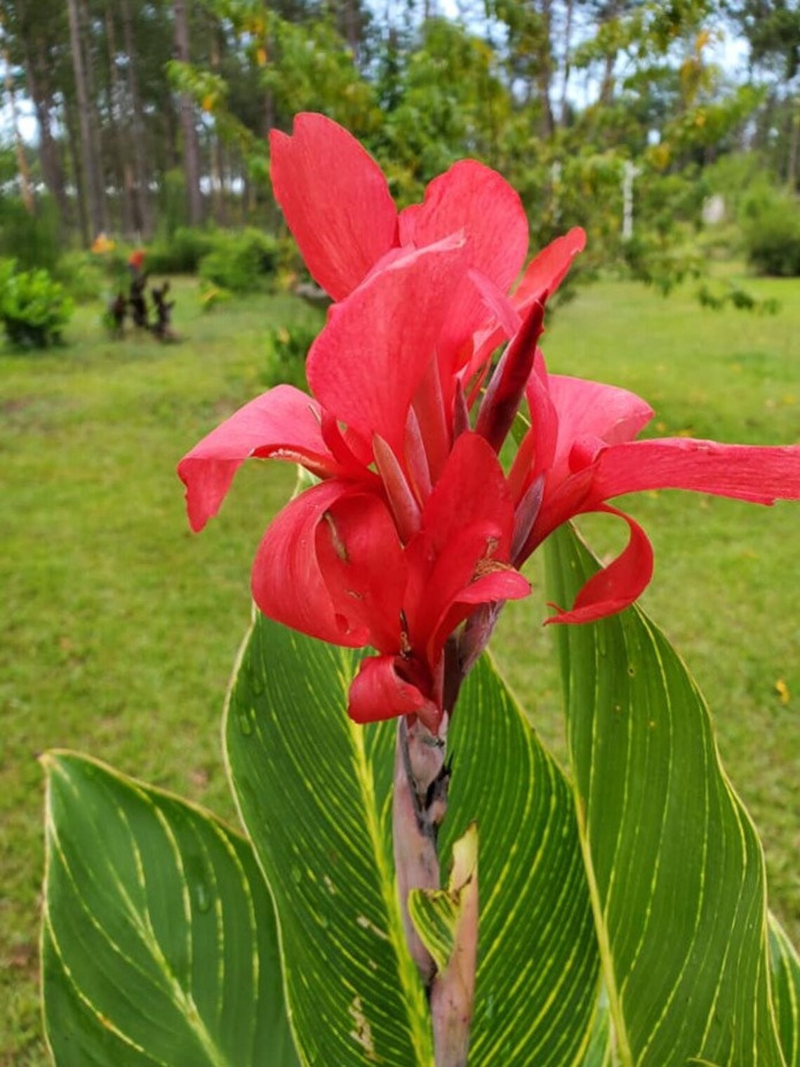 1 Rhizome Bengal ‘Red Tiger’ Tiger Canna Variegated Canna Lily Hybrid ...