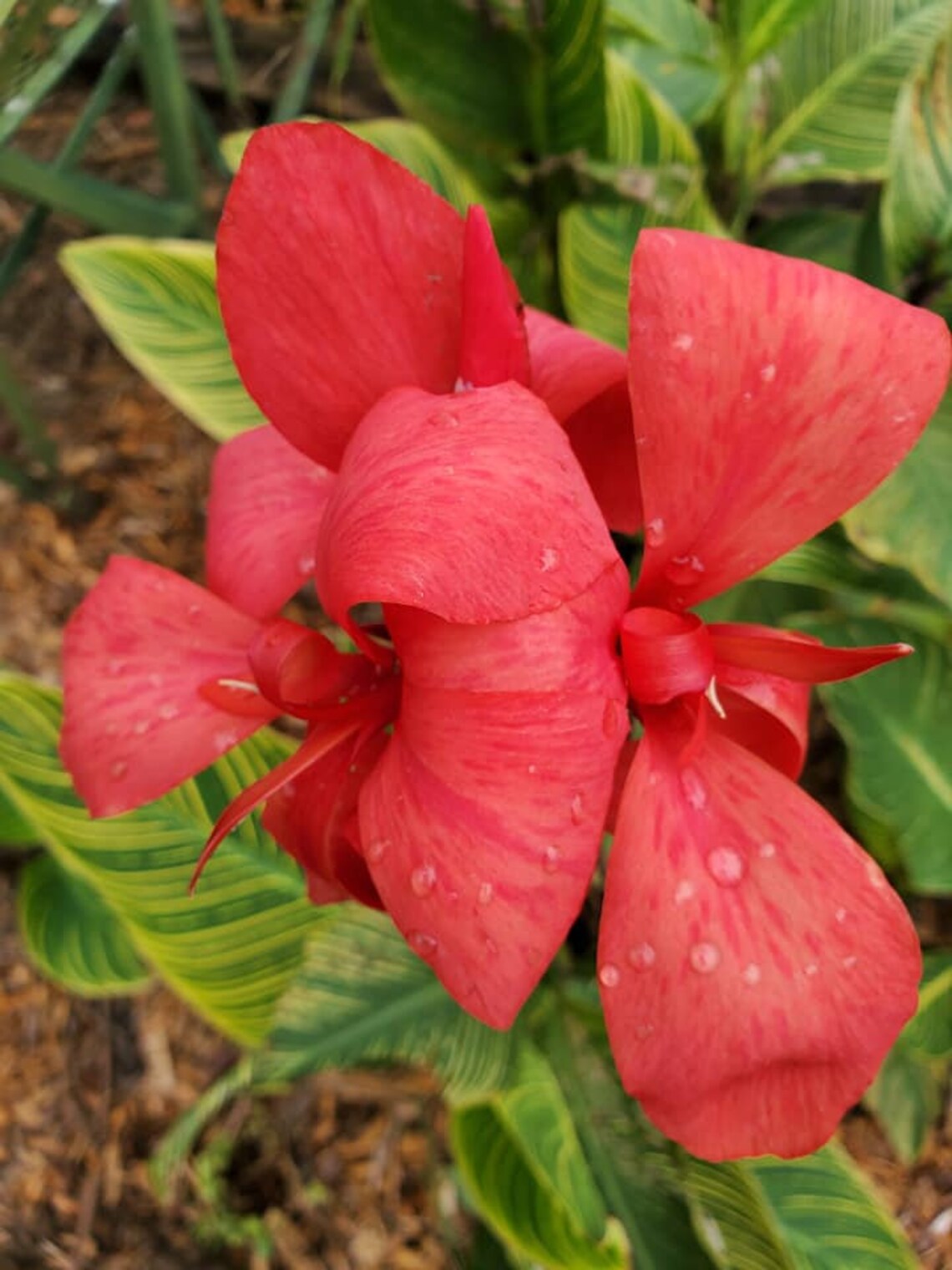 1 Rhizome Bengal ‘Red Tiger’ Tiger Canna Variegated Canna Lily Hybrid ...