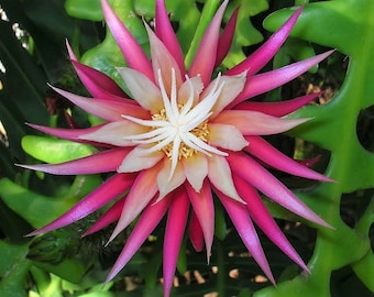 Ric Rac Cactus | Etsy