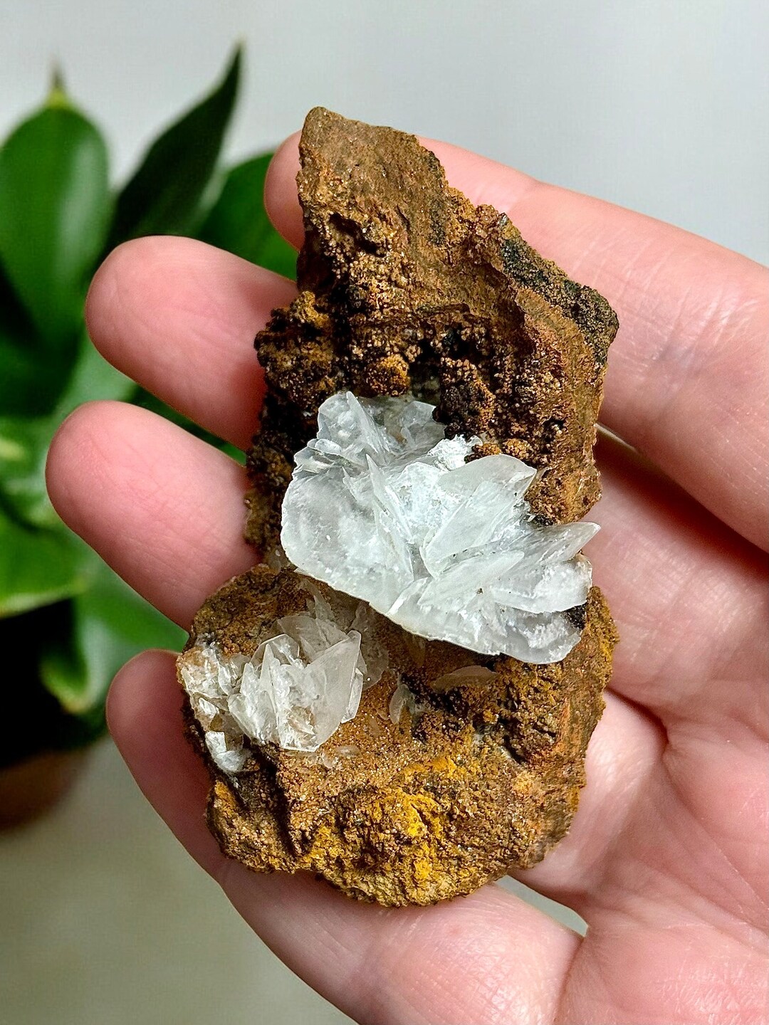 Hexagonal Poker Chip Blade Calcite on Goethite Matrix From Mapimi ...