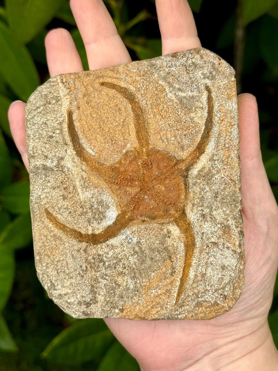 Brittle Star Fossil on Matrix From Morocco / Specimen #2 - Etsy
