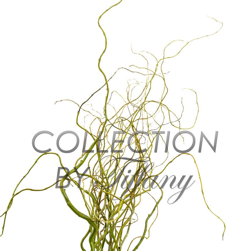 Willow Branches Bunch - Etsy