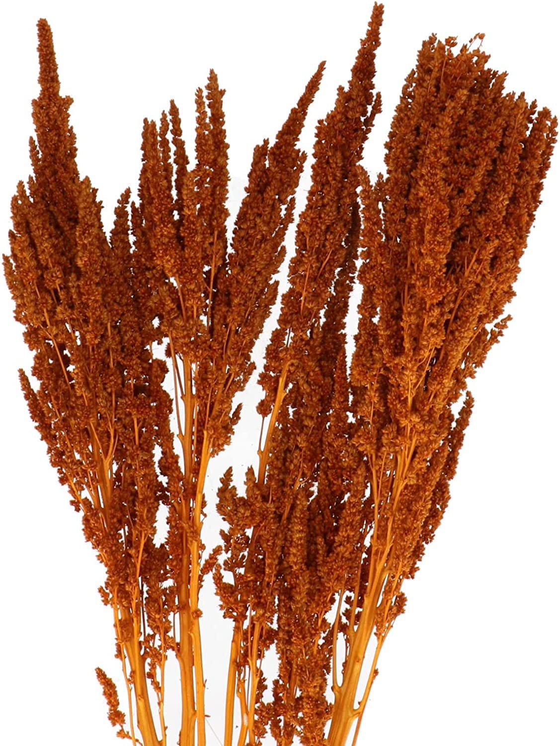 Preserved Amaranthus Dried Amaranthus Fall L Dried - Etsy