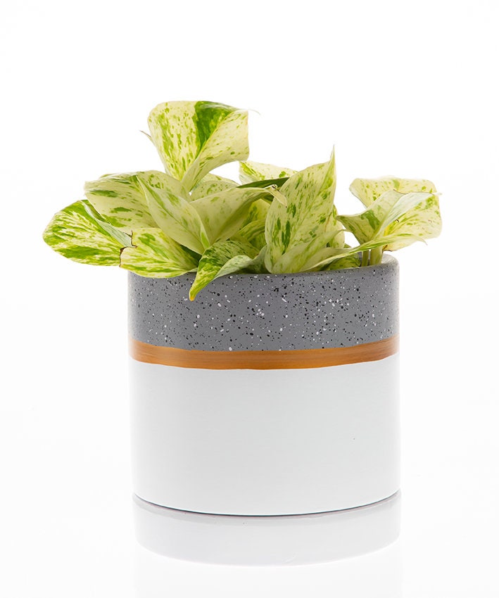 Chrissy Ceramic Pot With Saucer Ceramic Pot CR6360GR OR - Etsy