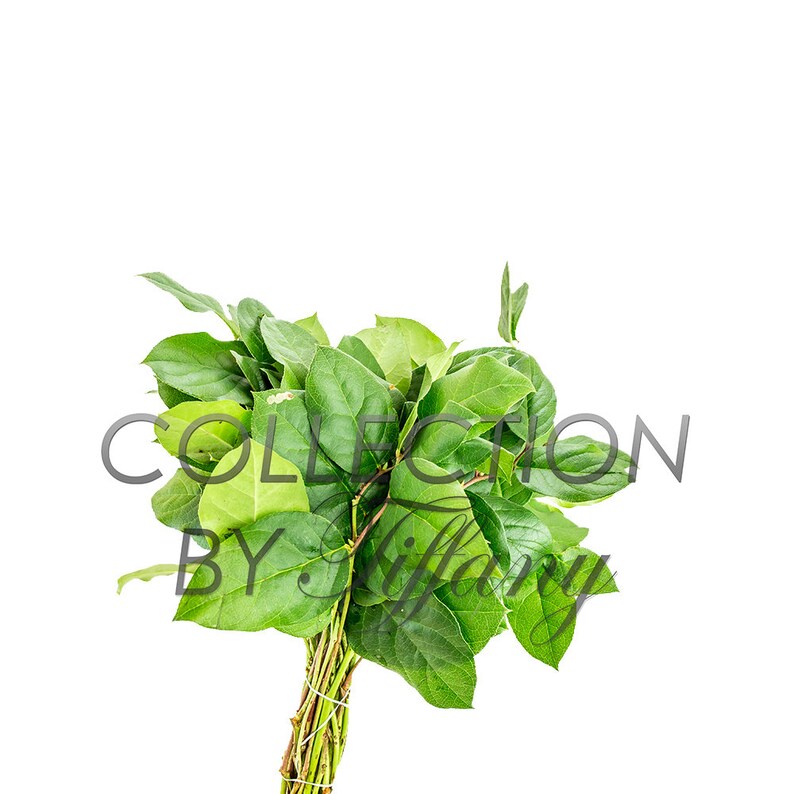 Fresh Lemon Leaf salal Large Bunch Long Lasting sell by | Etsy