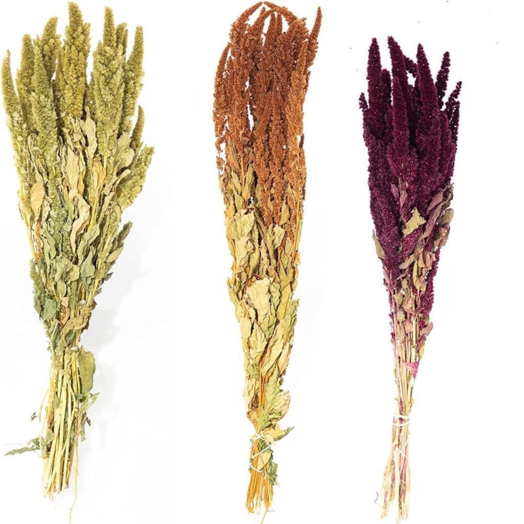 Preserved Amaranthus Dried Amaranthus Fall L Dried - Etsy