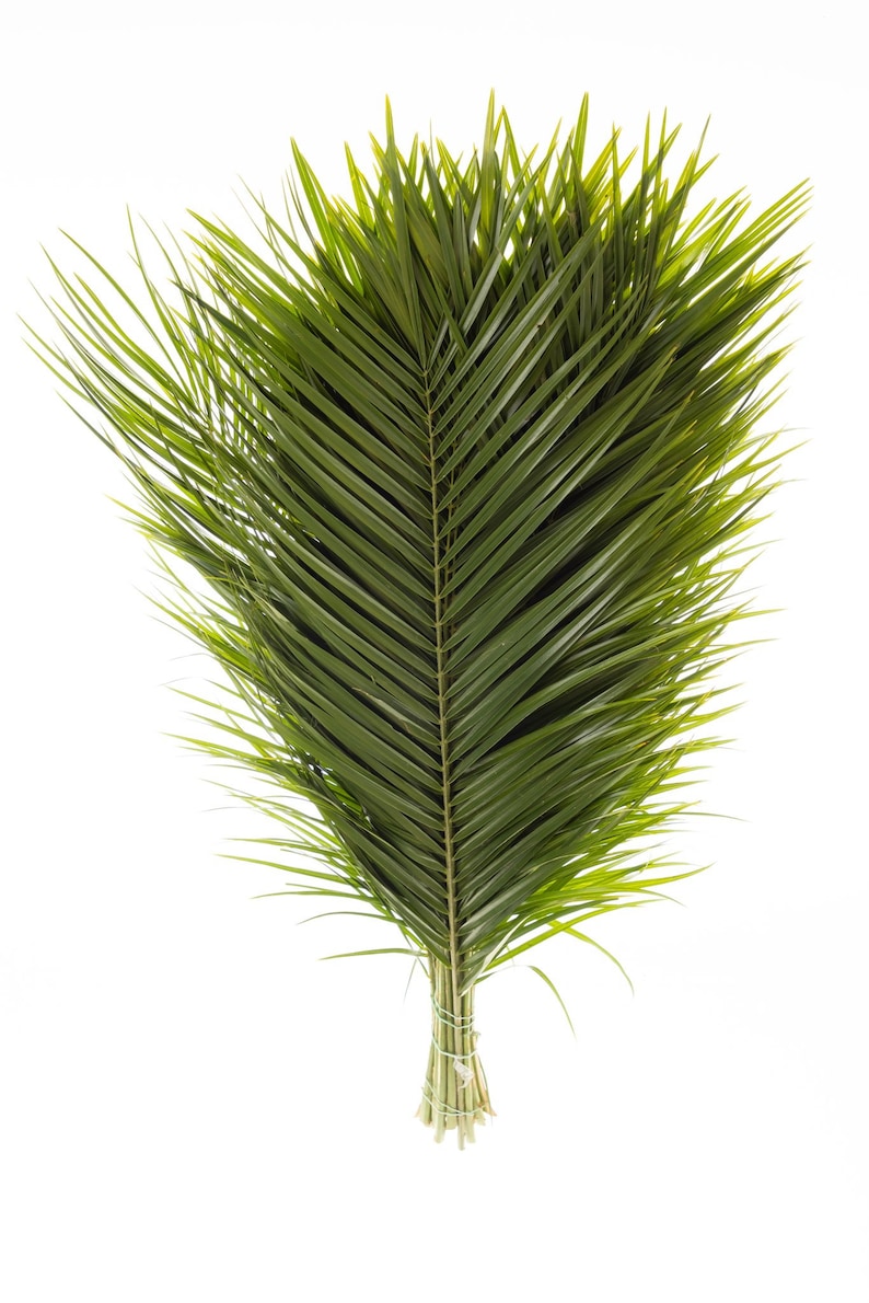 Fresh Cut Palm Leaves | Tropical Wedding & Home Decor - Etsy