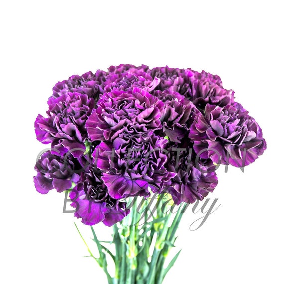 Purple Moon Carnation Centerpieces