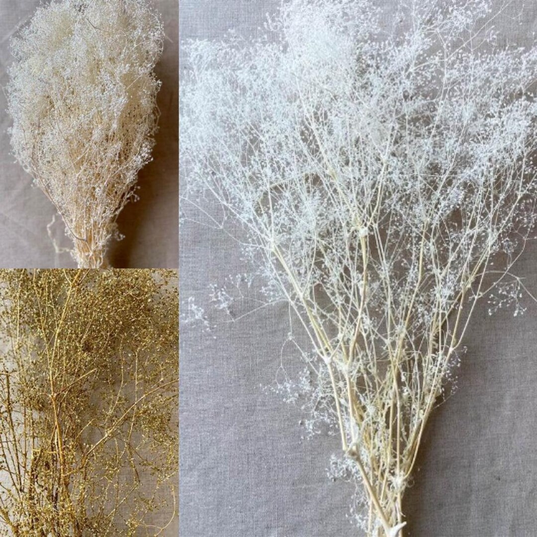 Dried Stardust Gyp bleached OR White Sparkle - Etsy