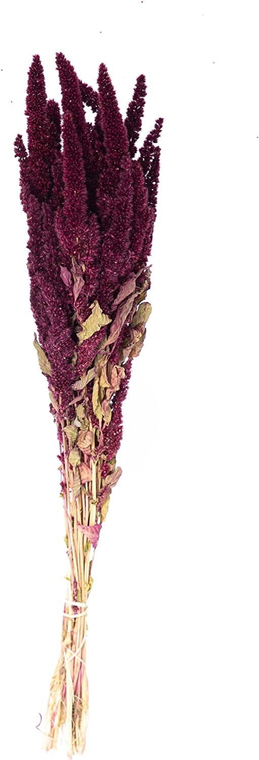 Preserved Amaranthus Dried Amaranthus Fall L Dried - Etsy