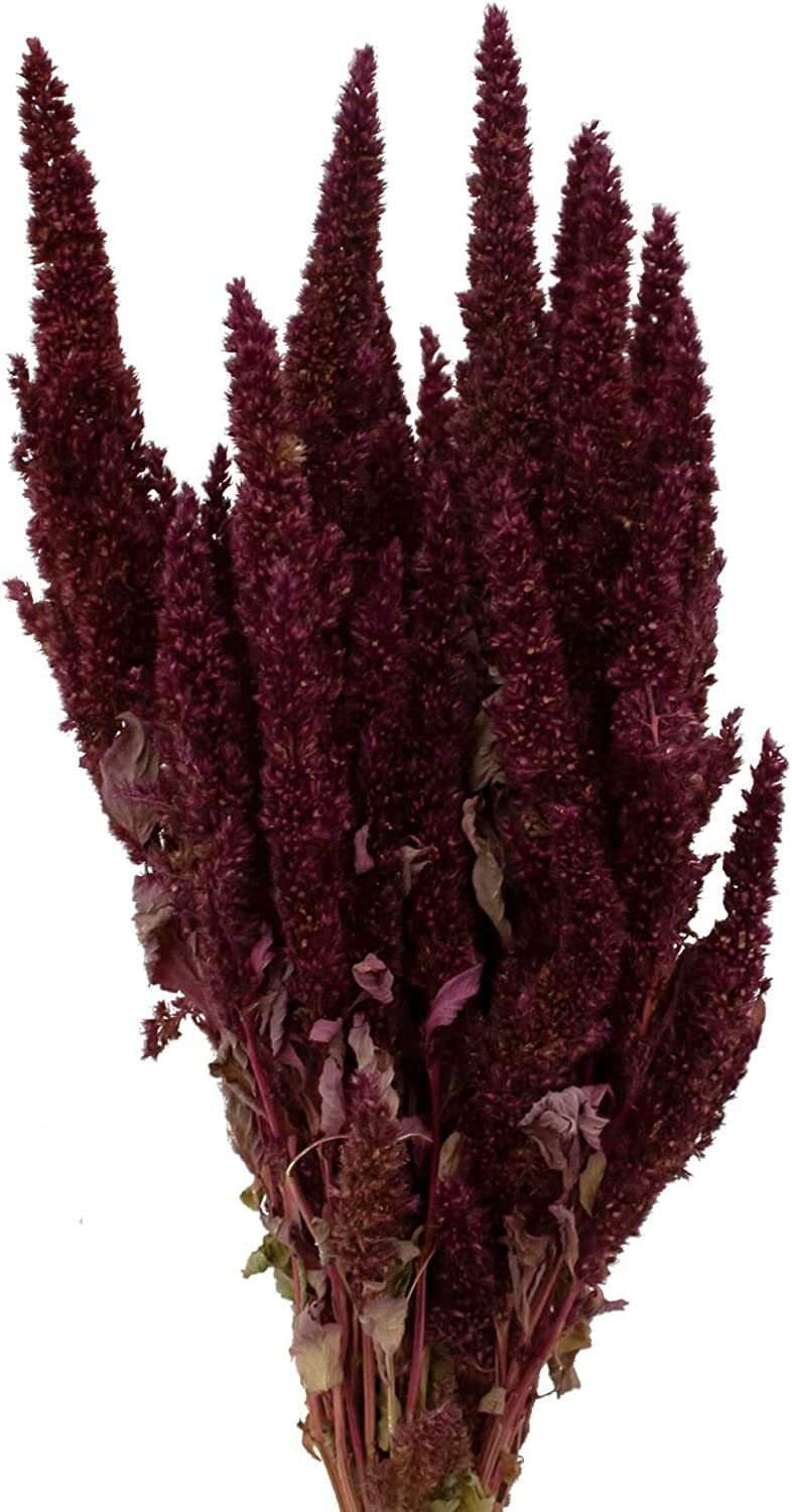 Preserved Amaranthus Dried Amaranthus Fall L Dried - Etsy