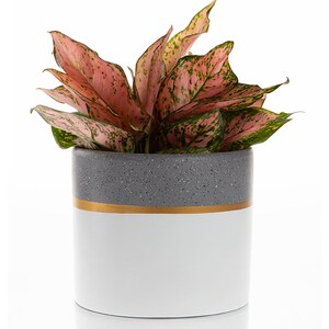 Chrissy Ceramic Pot With Saucer Ceramic Pot CR6360GR OR - Etsy