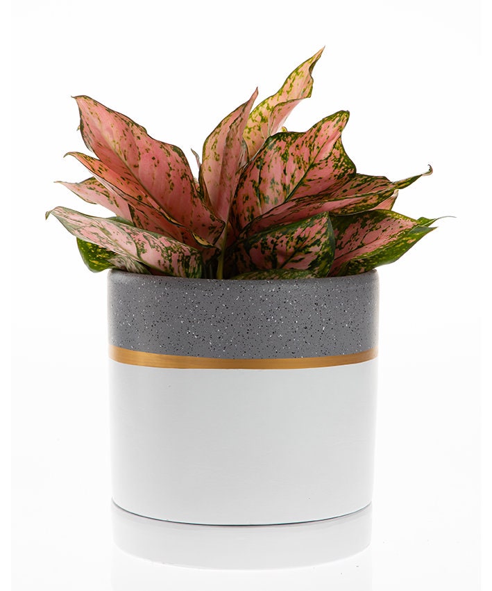 Chrissy Ceramic Pot With Saucer Ceramic Pot CR6360GR OR - Etsy