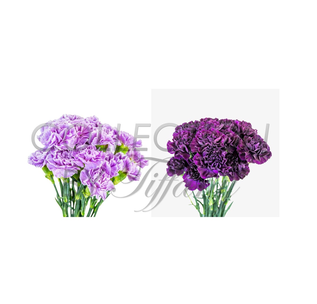 Moon Series Carnation| Fresh Cut Flowers (20 Stems/bunch) - Etsy