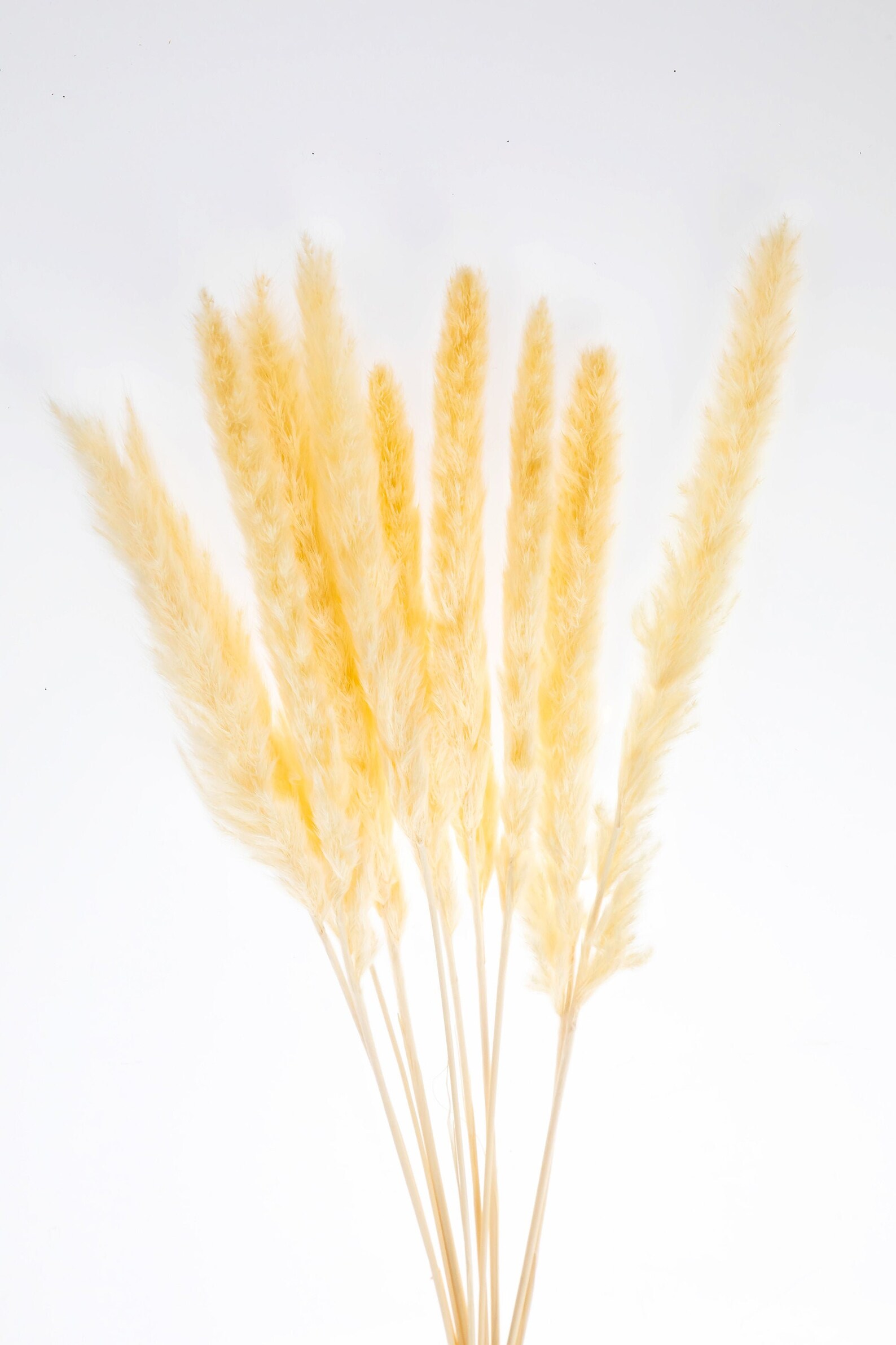 Dried Pampas Grass Stalks for Decor Dried Wheat for Home - Etsy